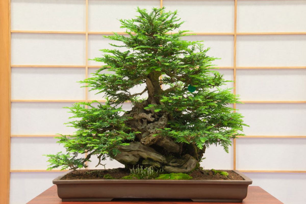 Types of Bonsai Trees: Popular Varieties Guide - Bonsai Craft