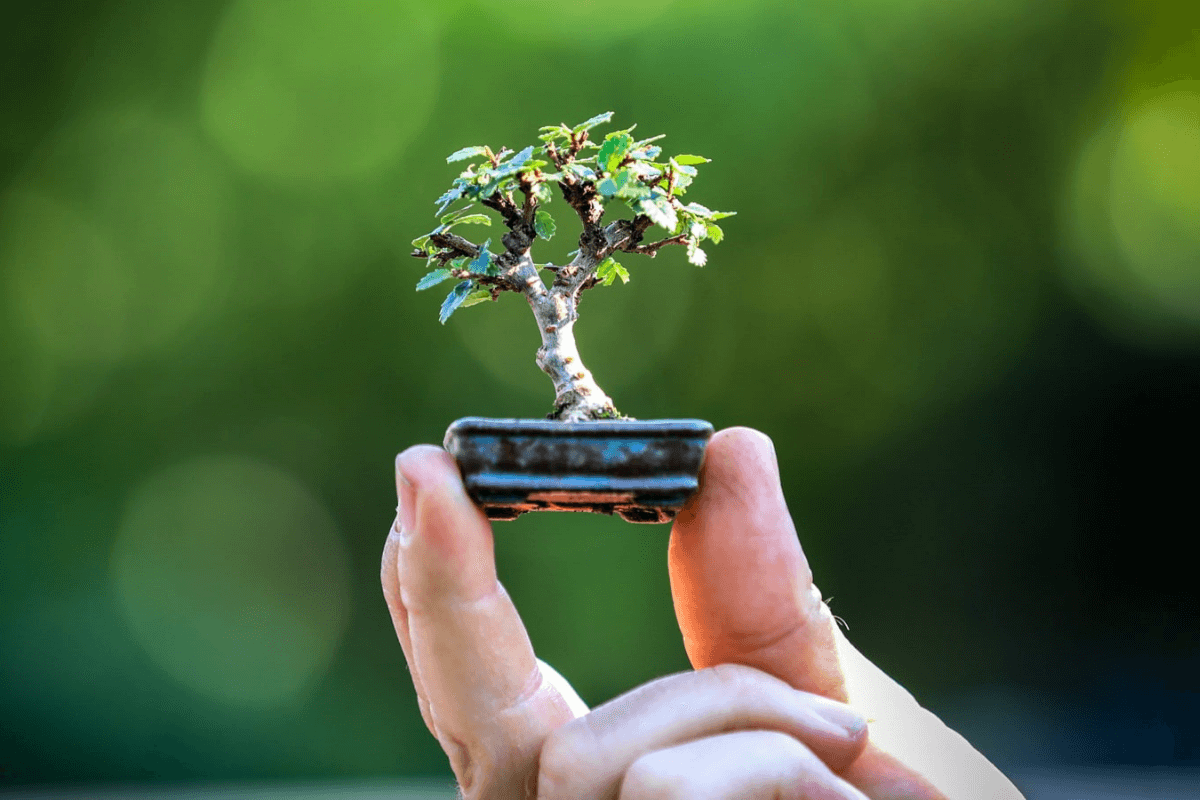 Types of Bonsai Trees: Popular Varieties Guide - Bonsai Craft