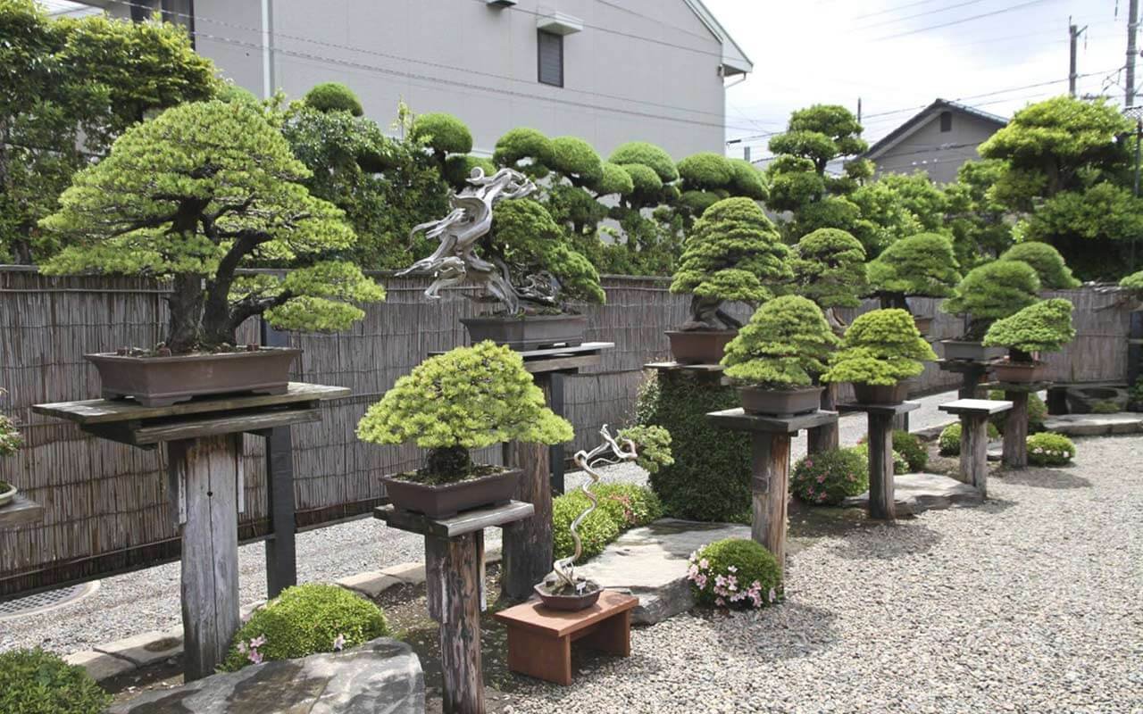 How to Create A Bonsai Garden? - Bonsai Craft