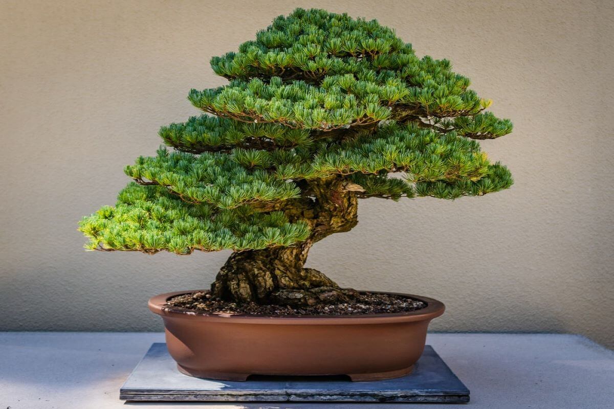 Types of Bonsai Trees: Popular Varieties Guide - Bonsai Craft