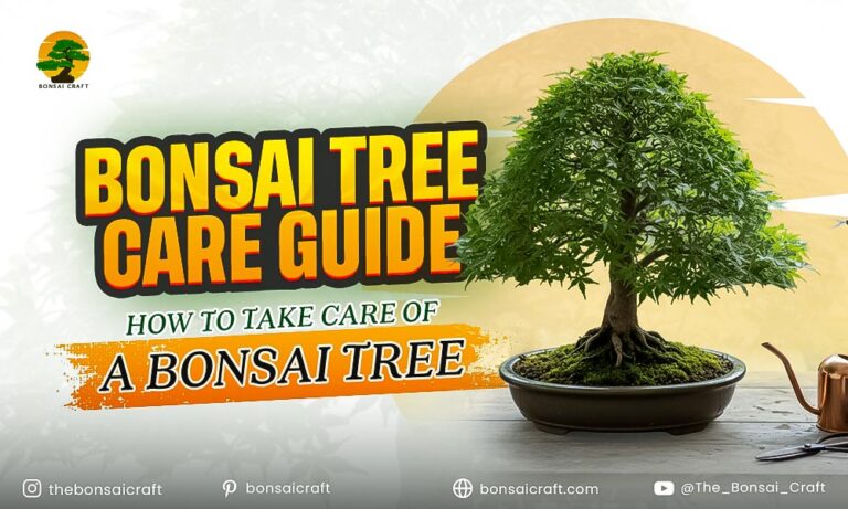 Bonsai Tree Care Guide: How to Take Care of a Bonsai Tree - Bonsai Craft