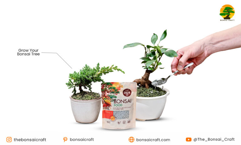 Best Bonsai Fertilizer: Grow Your Bonsai Tree