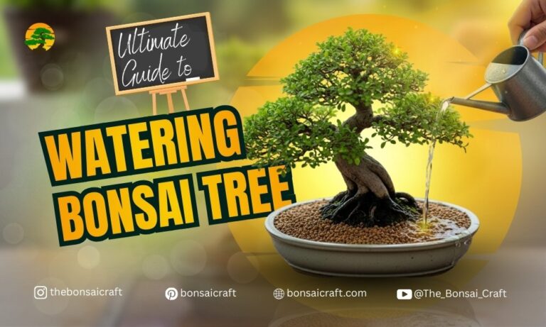 Ultimate Guide to Watering Bonsai - Bonsai Craft
