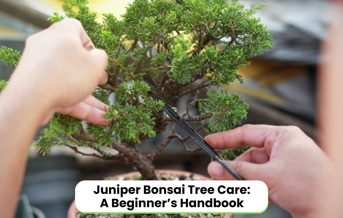 Juniper Bonsai Tree Care A Beginners Handbook Bonsai Craft