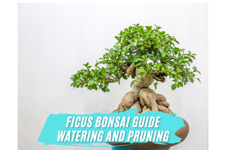 Ficus Bonsai Care Guide Watering and Pruning - Bonsai Craft