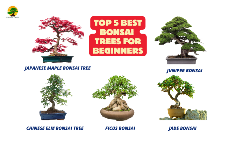 Top 5 Best Bonsai Trees for Beginners - Bonsai Craft