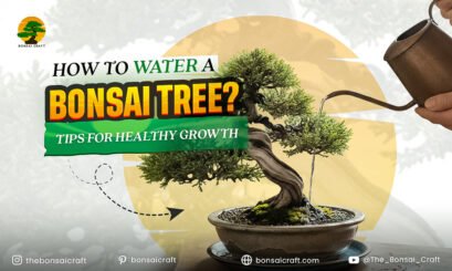 How to Water Bonsai Tree? Tips for Healthy Growth - Bonsai Craft
