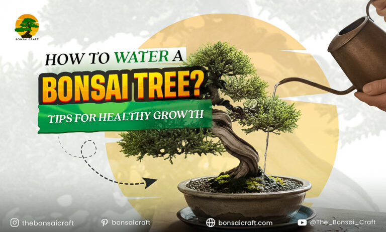How to Water Bonsai Tree? Tips for Healthy Growth - Bonsai Craft