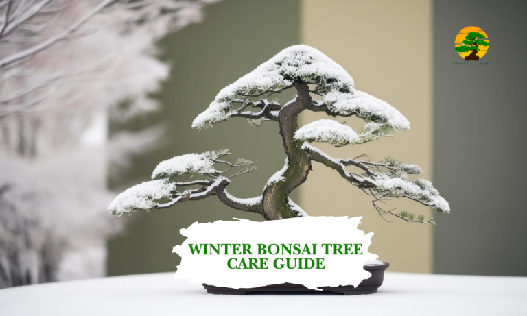 How to Protect Bonsai in Winter - Bonsai Craft