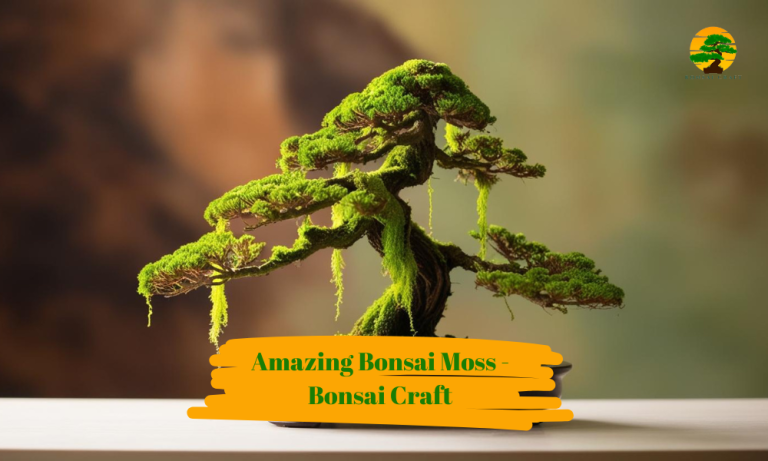 Amazing Bonsai Moss - Bonsai Craft