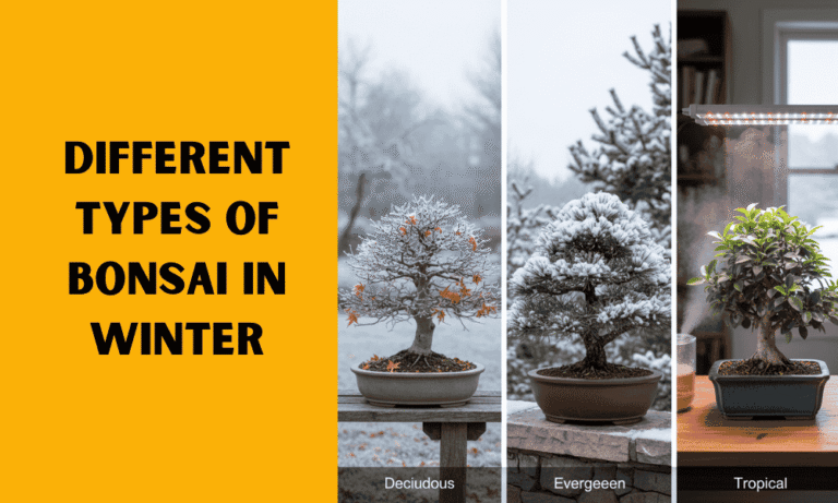 How to Protect Bonsai in Winter - Bonsai Craft