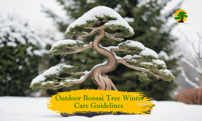 Outdoor Bonsai Tree Winter Care Guidlines - Bonsai Craft