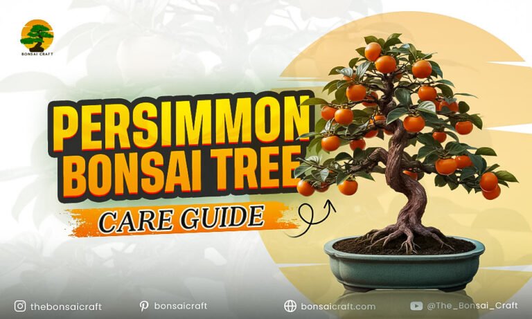 Persimmon Bonsai Tree Care Guide - Bonsai Craft