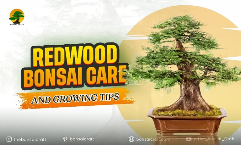 Redwood Bonsai Care and Growing Tips - Bonsai Craft