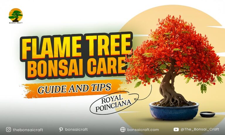 Flame Tree Bonsai Care Guide and Tips (Royal Poinciana) - Bonsai Craft