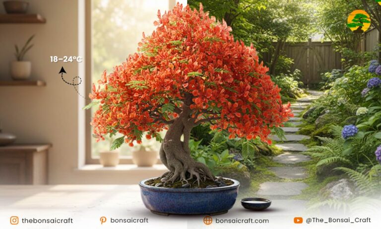 Flame Tree Bonsai Care Guide and Tips (Royal Poinciana) - Bonsai Craft