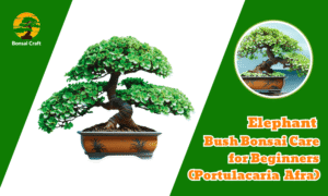 Elephant Bush Bonsai Tree Care for Beginners (Portulacaria Afra ...