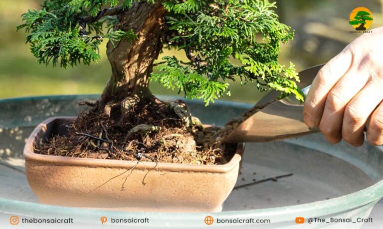 Hinoki Cypress Bonsai Care Guide for Beginners - Bonsai Craft
