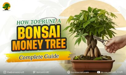 How to Prune a Bonsai Money Tree (Complete Guide) - Bonsai Craft