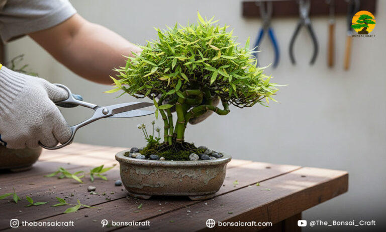 Bamboo Bonsai Tree Guide for Growing and Caring - Bonsai Craft