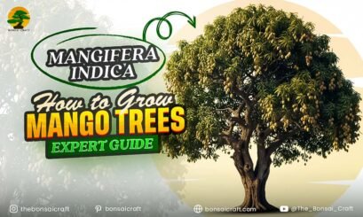 Mangifera indica: How to Grow Mango Trees - Bonsai Craft