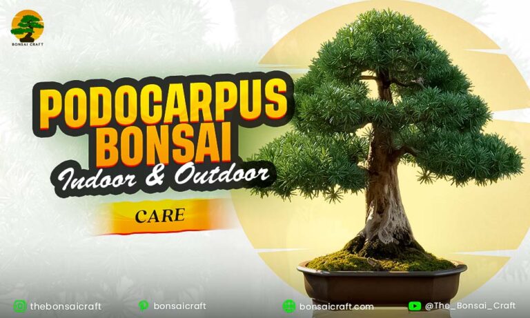 Podocarpus Bonsai Indoor & Outdoor Care (Buddhist Pine) - Bonsai Craft