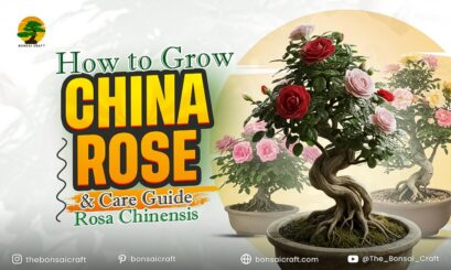 How to Grow China Rose & Care Guide Rosa Chinensis - Bonsai Craft