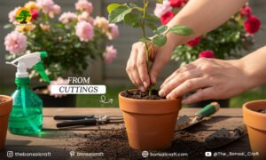 How to Grow China Rose & Care Guide Rosa Chinensis - Bonsai Craft