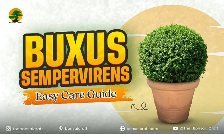 Buxus Sempervirens Easy Care Guide Bonsai Craft