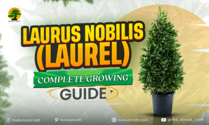 Laurus nobilis (Laurel): Complete Growing Guide - Bonsai Craft