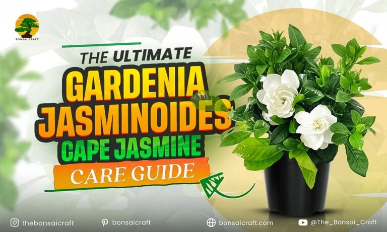 The Ultimate Gardenia jasminoides (Cape Jasmine) Care Guide - Bonsai Craft
