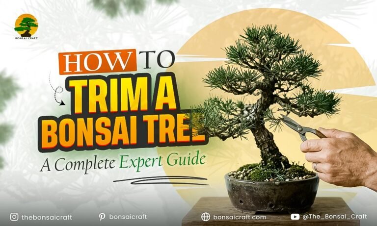 How to Trim a Bonsai Tree: Step-by-Step Guide