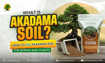 What is Akadama Soil? How to Use Akadama Soil for Bonsai