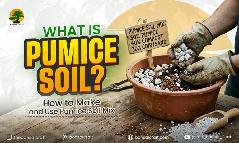 What Is Pumice Soil? How to Make and Use Pumice Soil Mix - Bonsai Craft